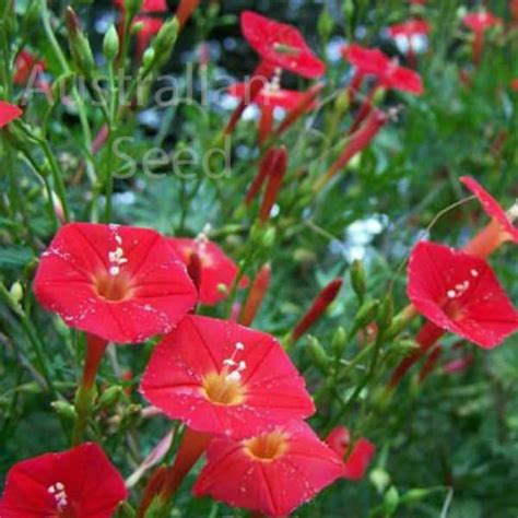 Buy Ipomoea Cardinalis Star Glory Seed Australian Seed