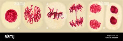 Plant Cell Mitosis Light Micrograph Of A Root Tip Cells Squash