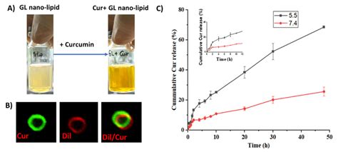 A Visual Observations And Confocal Microscopy Image B Of Curgl