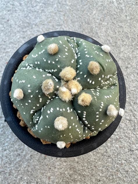 Astrophytum Asterias 5 Rib Ekubo Kabuto Furniture And Home Living