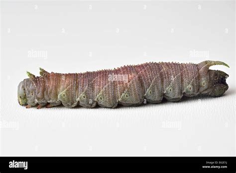 Elm Sphinx Caterpillar In Last Pink Stage Of Development Into A Moth On