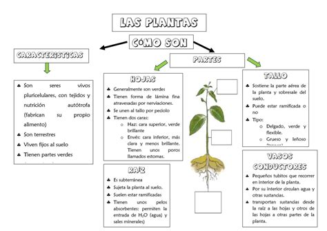 Esquema De Las Partes De La Planta