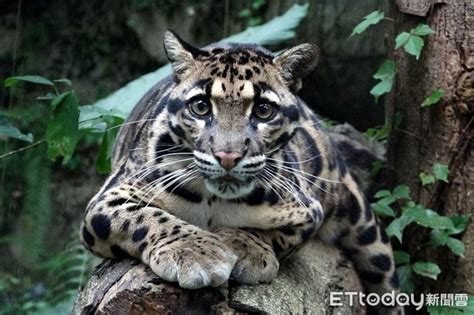 大貓、小貓傻傻分不清楚！動物園教你一招「用聽的」來辨別 Ettoday寵物雲 Ettoday新聞雲