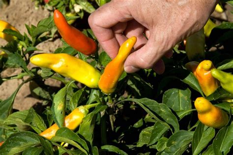 Yellow Chile Peppers Description Flavor Benefits And Uses
