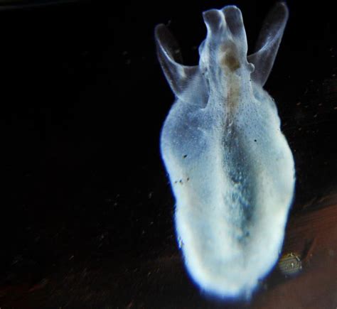 Ethereal In The Deep Sea Angels Of Oregon Coast Washington Coast