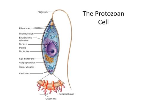 The Protozoan Cell Diagram Quizlet