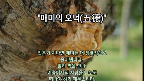 매미의 오덕 五德 익선관 翼蟬冠 Youtube