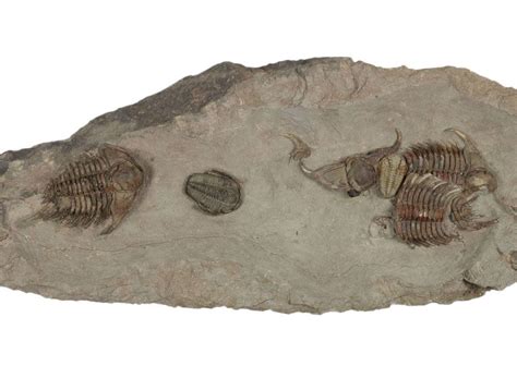 Cluster Of Foulonia And Euloma Trilobites Fezouata Formation 190967