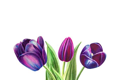 美しい黒いチューリップの花束の組成物花のコレクションマーカー描画水彩画壁紙 おしべのベクターアート素材や画像を多数ご用意 おしべ お
