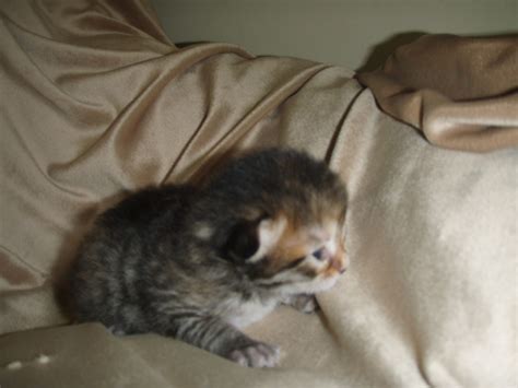 Blk Tortie Siberian Cats