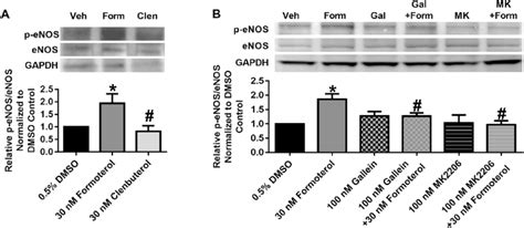 Formoterol Form But Not Clenbuterol Clen Activates Enos In A Download Scientific Diagram