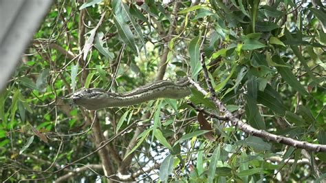 This Beautiful Carpet Python Has Been Hanging Around My House For The