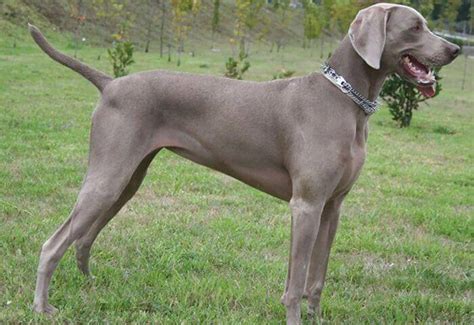 5 Cosas Que Debes Saber Antes De Adquirir Un Perro Weimaraner Mascotas