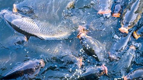 Fish अनोखा फार्म जिसमें मुर्गी के साथ करें मछली पालन कम जगह में कैसे
