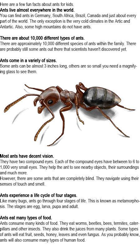 Stink Bug Life Cycle Diagram Book Chronicle Ajax