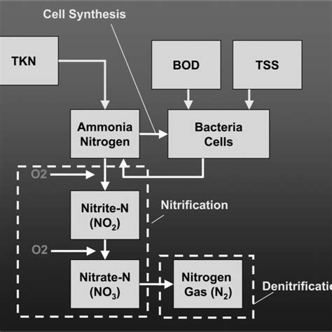 Nitrogen Removal From Wastewater Download Scientific Diagram