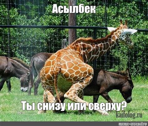 Комикс мем Асылбек Ты снизу или сверху Комиксы Meme