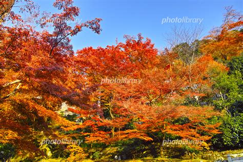 Photolibrary