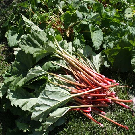 How To Grow Rhubarb The Garden Of Eaden