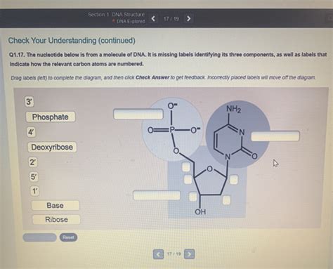 Solved Section 1 DNA Structure DNA Explored 17 19 Check Chegg