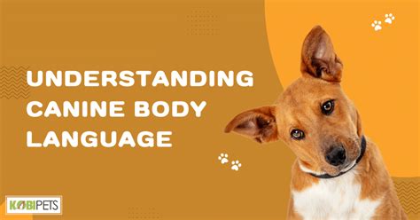Understanding Canine Body Language - Kobi Pets