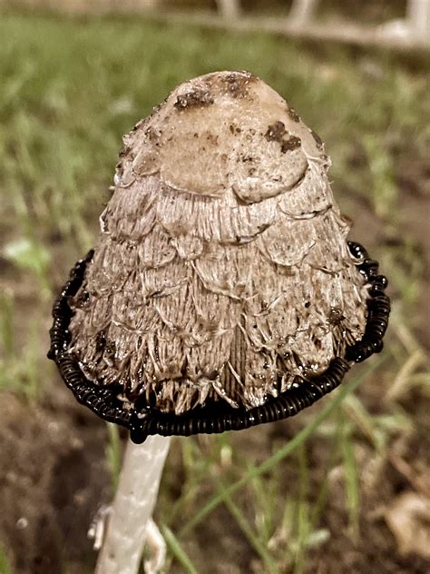 Coprinus Comatus Dripping Ink R Mushroomporn