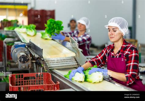 Female Workers Sorting Lettuce On Vegetable Factory Conveyor Stock Photo Alamy