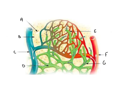 Lipid Absorption Quiz