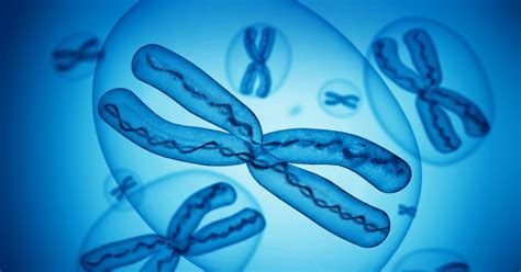 Sindrome X Fragile Fmr1 • Polo Ggb Genomica Genetica E Biologia