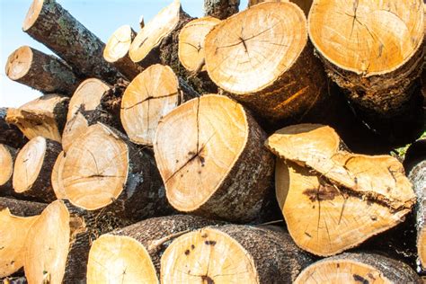 why we should be critical about the lifting of the logging ban nyika