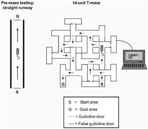Figure 1 From Sex Dependent Metabolic Neuroendocrine And Cognitive Responses To Dietary Energy