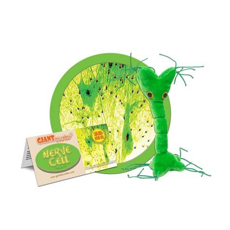 Nerve Cell Neuron Educational Plush Ziya Blue
