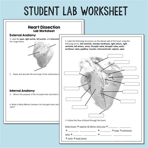 Heart Dissection Lab Suburban Science Worksheets Library