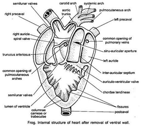 Comparative Zoology By Dr Vidhin Kamble B Sc I Comparative Anatomy
