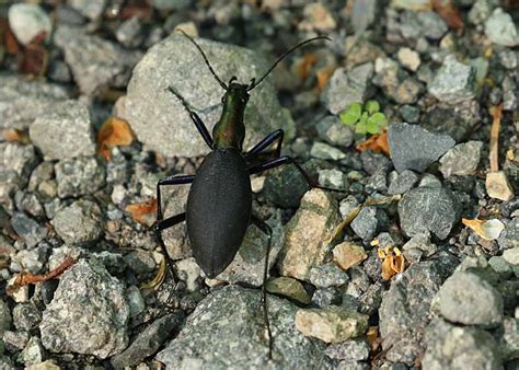 北海道で目にした昆虫 公園昆虫記