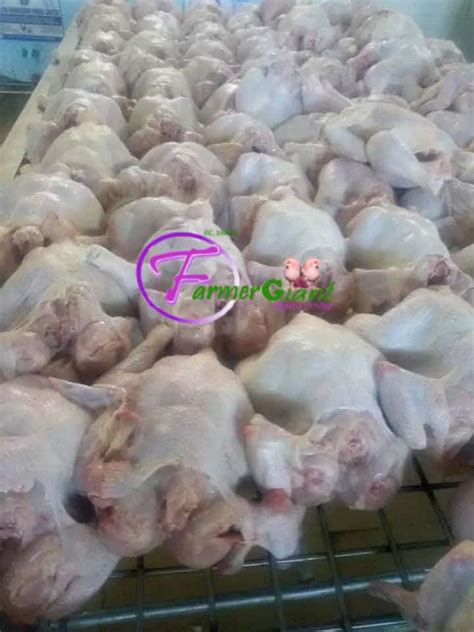 Stainless Grade Chicken Processing Equipment Available 09121137207 Agriculture Nigeria