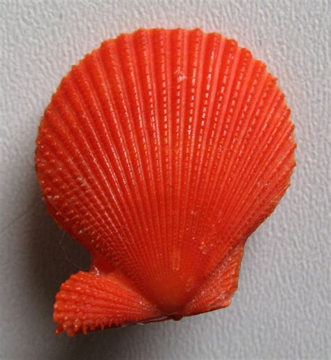 Mimachlamys Funebris Reeve 1853 Shells MuŠle Lastury