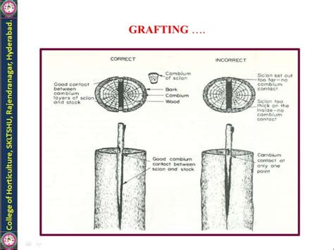 Grafting And Its Types In Fruit Crops Pptx
