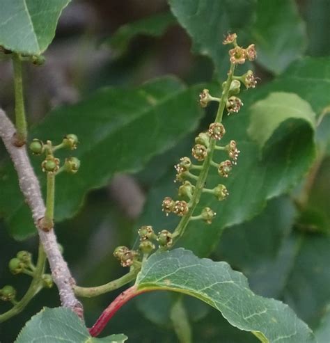 Prunus Eflora Of India