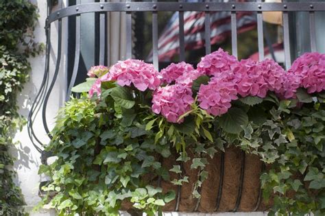 15 Gorgeous Flowering Window Box Ideas For Spring