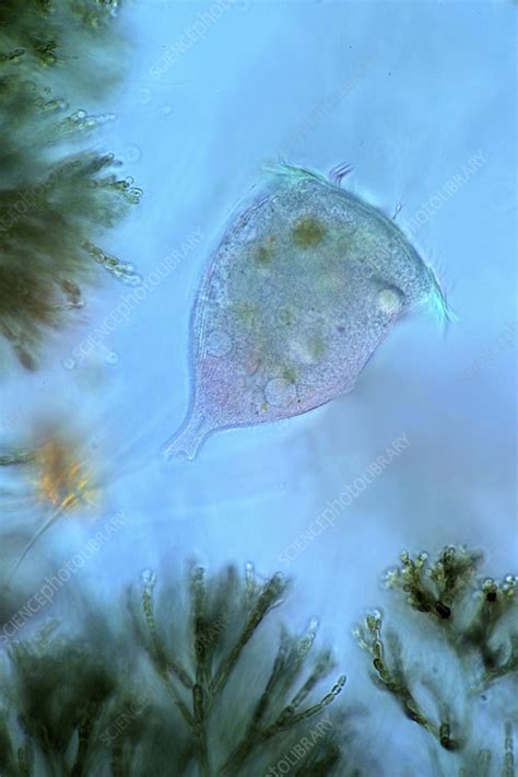 Stentor And Batrachospermum Algae Light Micrograph Stock Image
