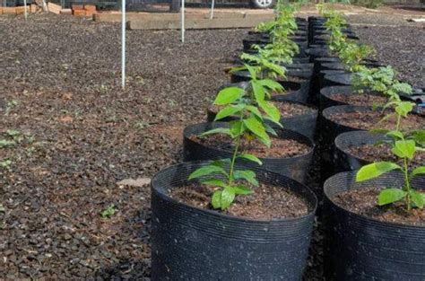 Projeto Da Utfpr Promove Plantio Cíclico De árvores Junto à Comunidade