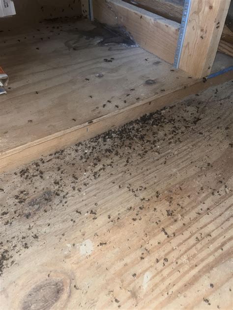 Whats Going On With These Ants R Whatsthisbug