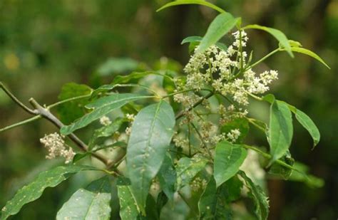 Cây Ba Chạc Cây Tam Xoa Khổ Đặc điểm Công Dụng Cách Trồng Và Chăm