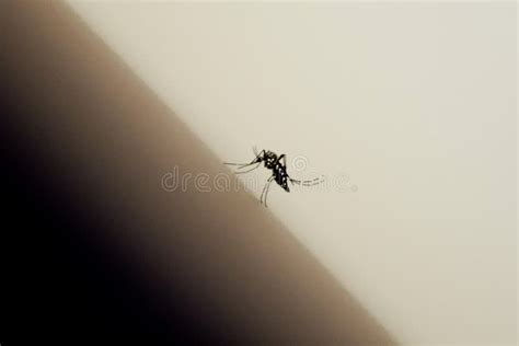 4 De Mayo De 2024 Brasil Se Ve Al Mosquito Aedes Aegypti Mordiendo A