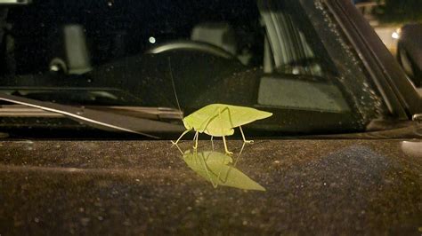 Central Indiana Usa Super Fat Grasshopper Cicada Rwhatisthisbug