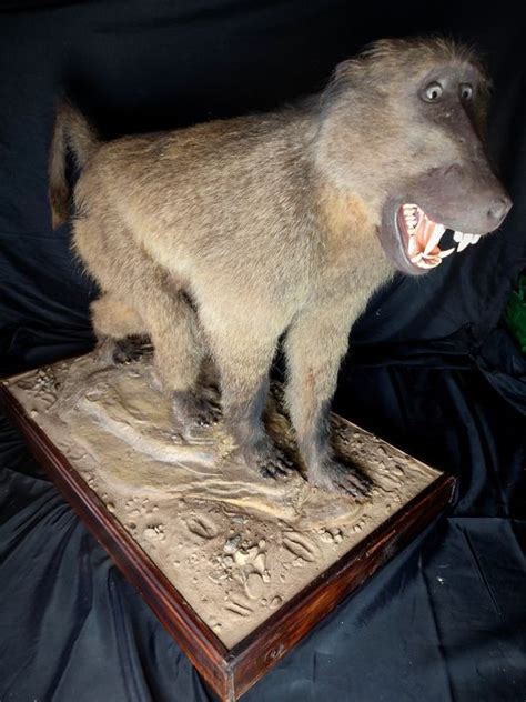 Babuino Chacma Montura De Pie De Cuerpo Completo Papio Catawiki