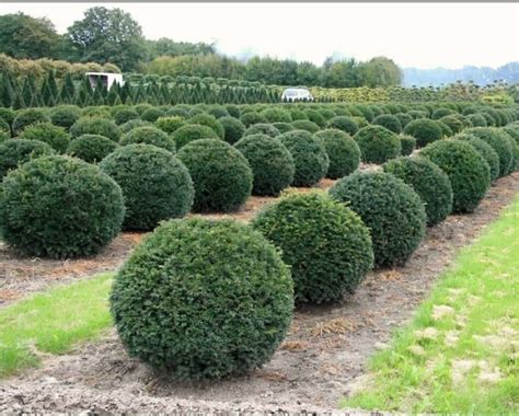 Practicality Brown Taxus Baccata Yew Ball 80 90cm
