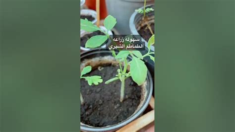 Ease Of Growing Tomatoes سهوله زراعه الطماطم الشيري Youtube