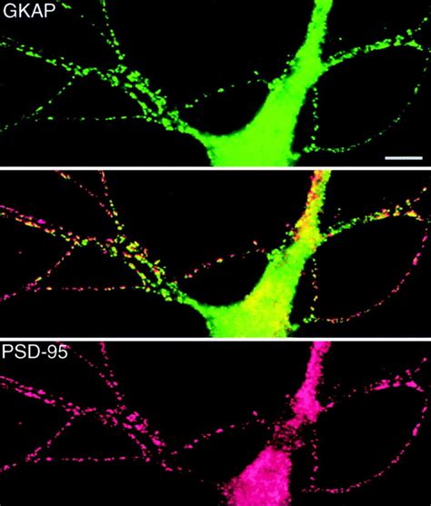 Colocalization Of Gkap And Psd 95 In Cultured Hippocampal Neurons
